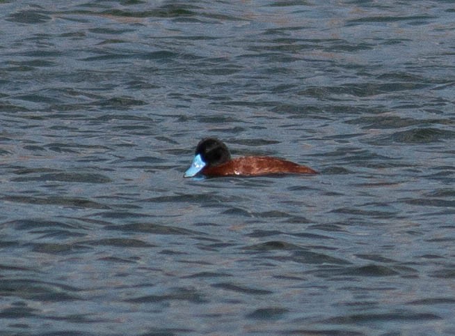 ML66600041 - Andean Duck (ferruginea) - Macaulay Library
