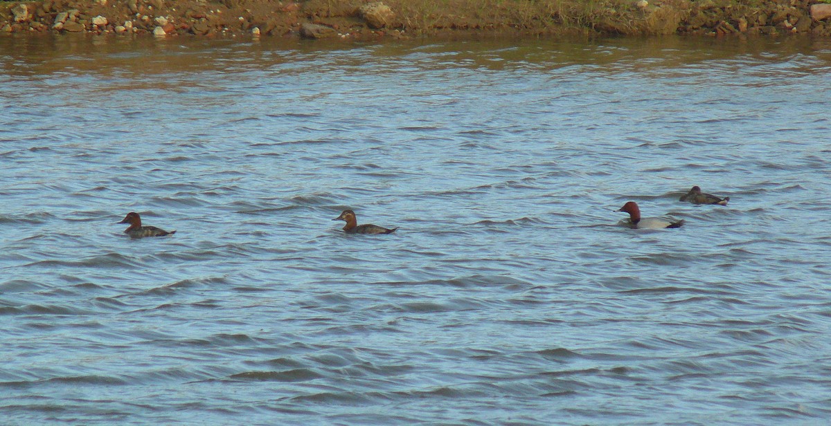 ML66744791 - Common Pochard - Macaulay Library