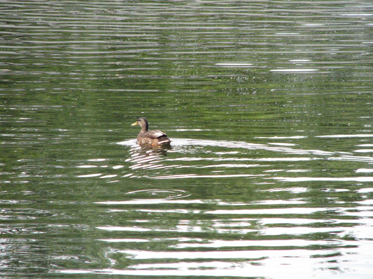 eBird Checklist - 27 Aug 2017 - Daniels Run Trail West - 8 species
