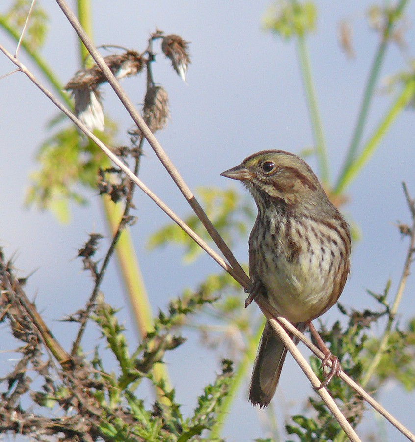 Song x Swamp Sparrow (hybrid) - eBird