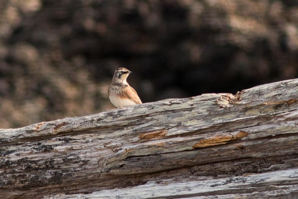eBird Checklist - 22 Sep 2017 - Hornby Island--Helliwell Park - 34 species