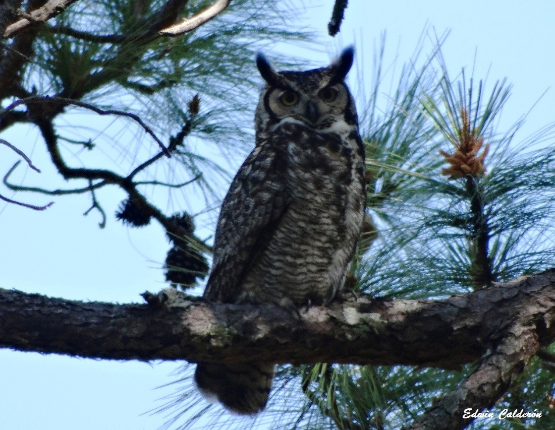 ML69766761 - Great Horned Owl - Macaulay Library