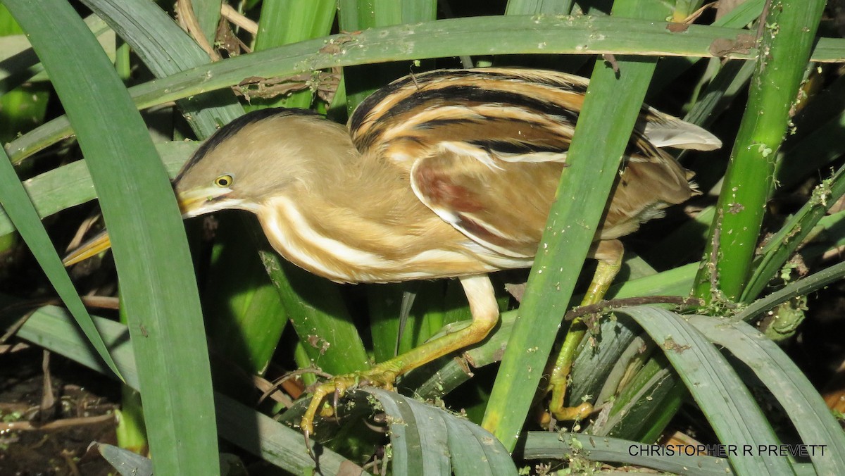 ML69887431 - Stripe-backed Bittern - Macaulay Library