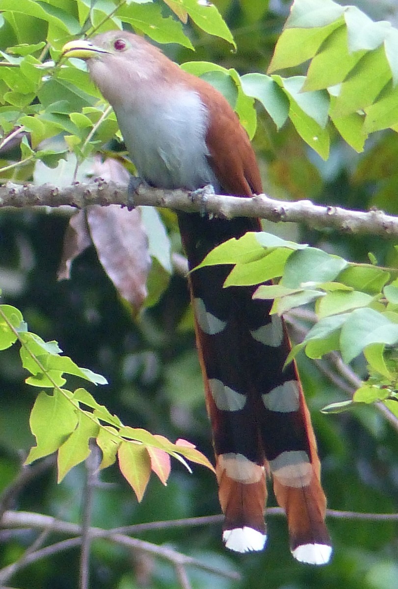 eBird Checklist - 17 Sep 2017 - Casa Poza Honda - 32 species