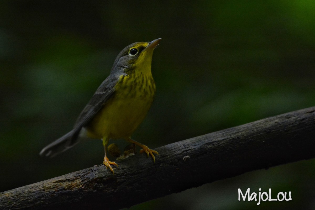 ML69960371 - Canada Warbler - Macaulay Library