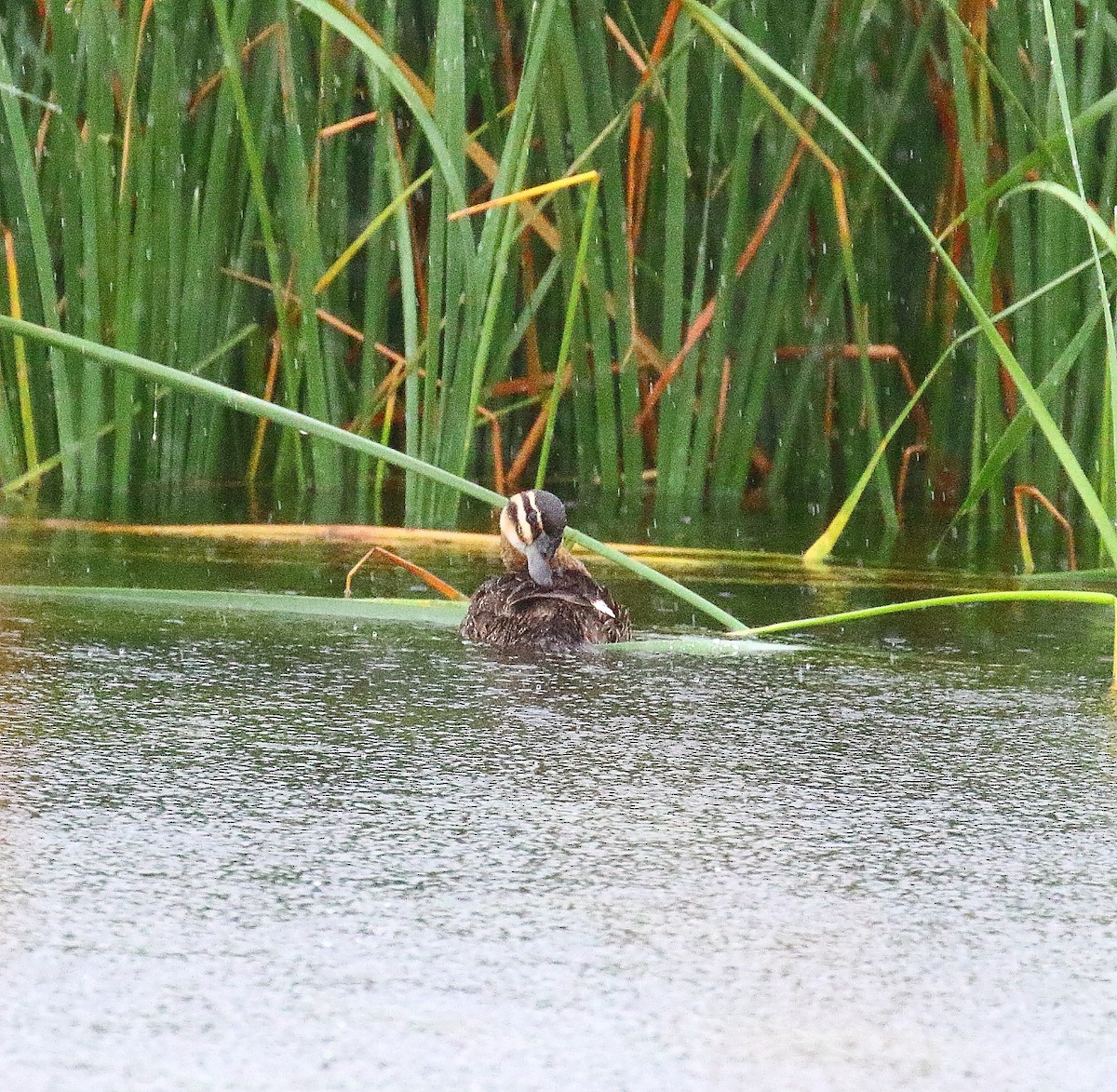 eBird Checklist - 26 Sep 2017 - Hackberry Flat WMA - 17 species (+1 ...