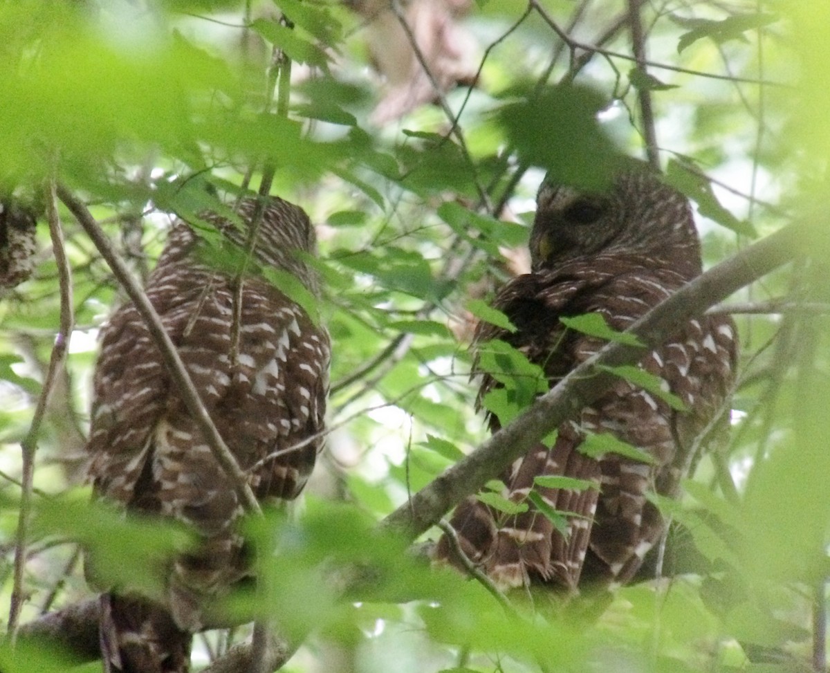 Virginia Breeding Bird Atlas Checklist - 30 May 2017 - Government ...