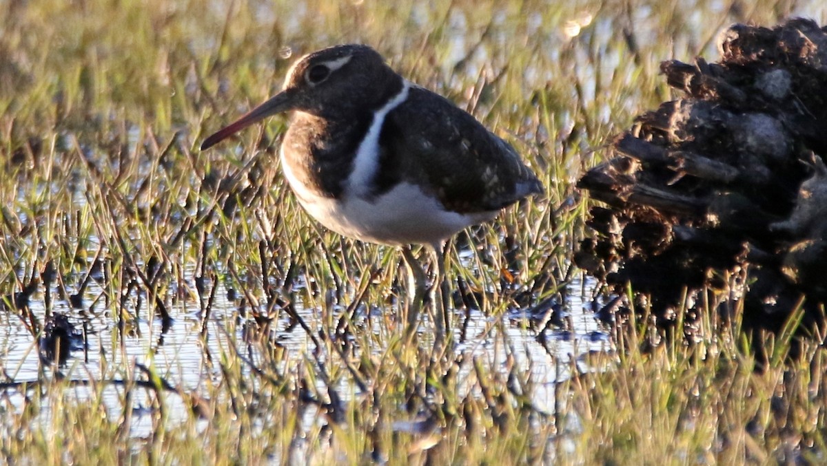 eBird Checklist - 1 Oct 2017 - Pitt Town Lagoon - 38 species (+1 other ...