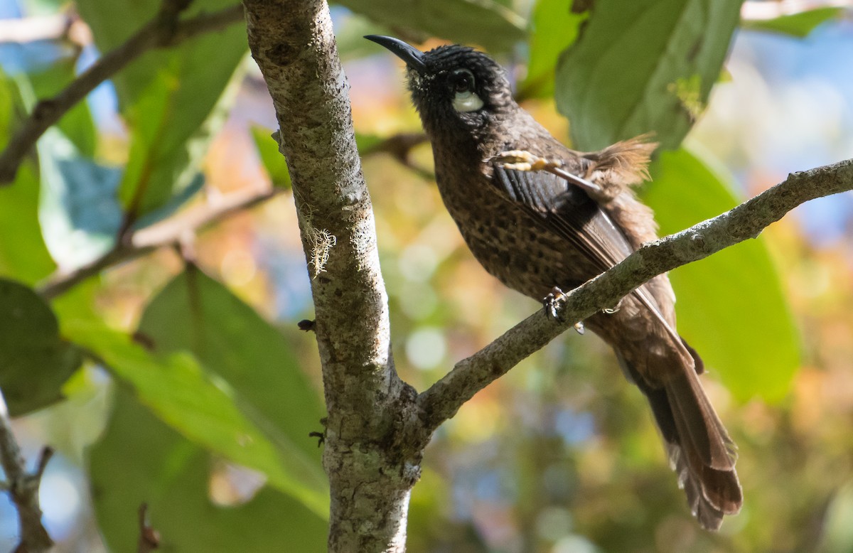White-eared Myza - Myza sarasinorum - Birds of the World