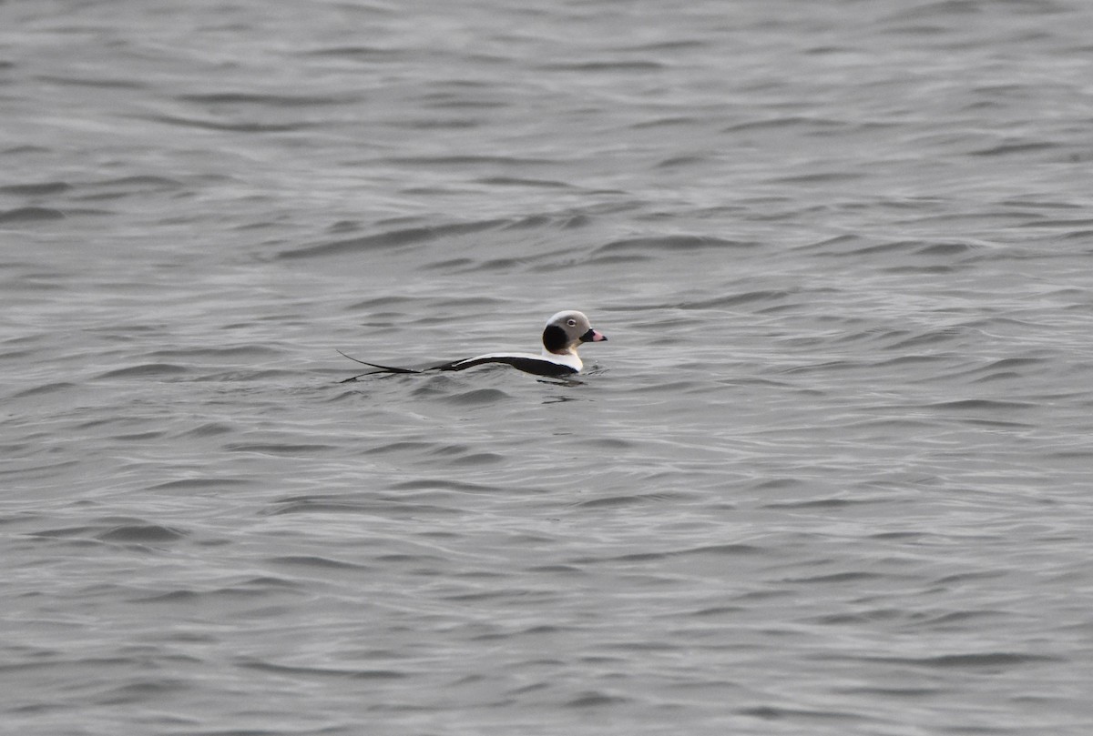 eBird Checklist - 8 Jan 2017 - Musselburgh Lagoons - 34 species