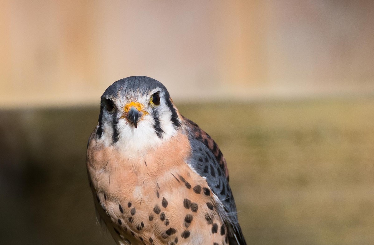 ML710816 - American Kestrel (Northern) - Macaulay Library
