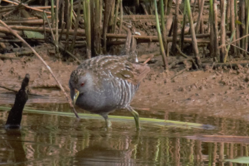 eBird Checklist - 8 Oct 2017 - Mount Annan Botanic Gardens - 57 species