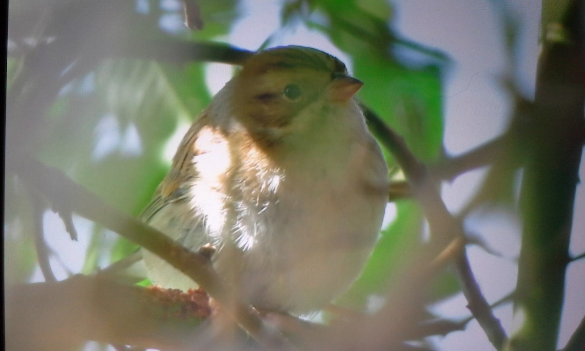 eBird Checklist - 7 Oct 2017 - Cape Island--The Beanery/Rea Farm ...