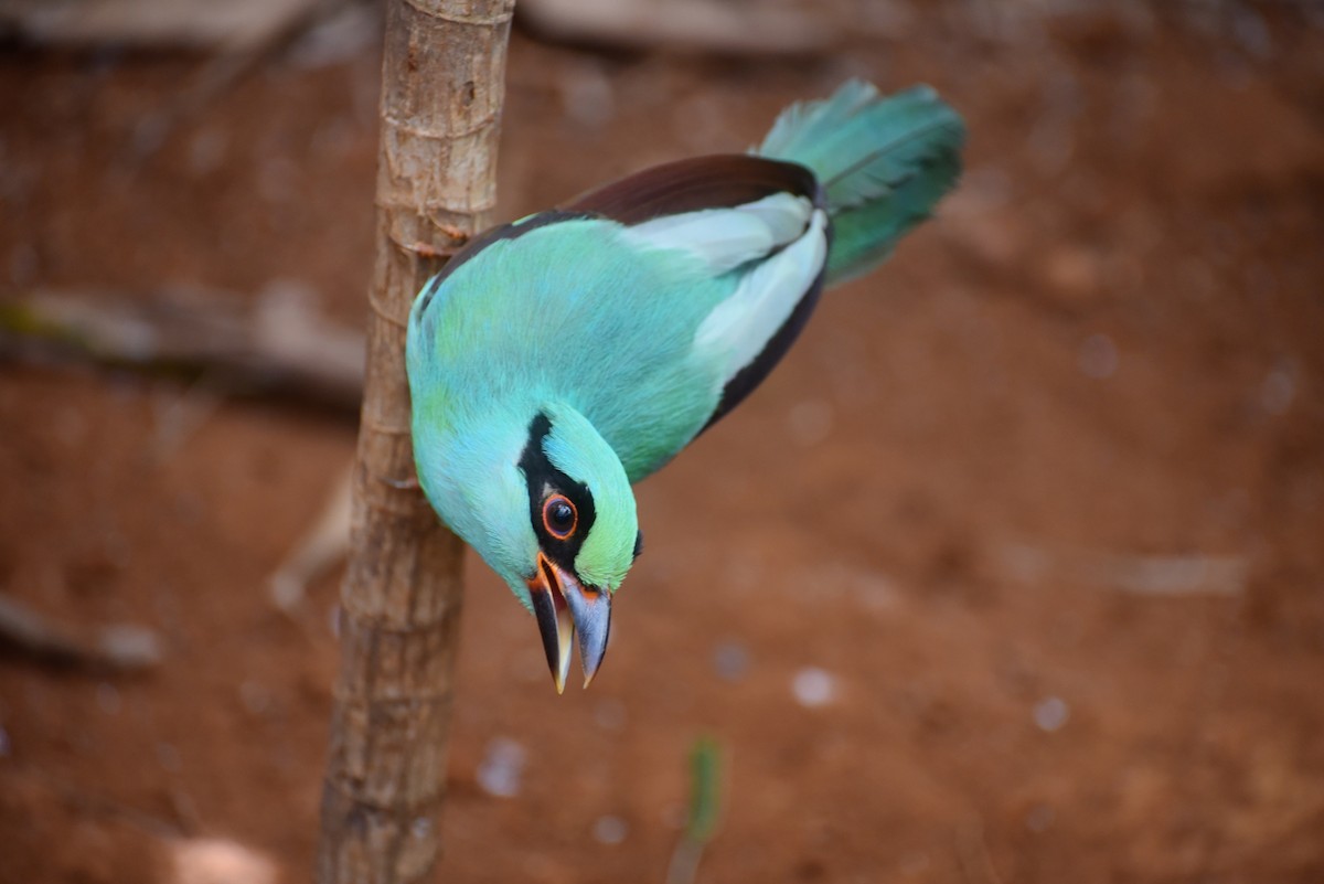 Photos - Javan Green-Magpie - Cissa thalassina - Birds of the World