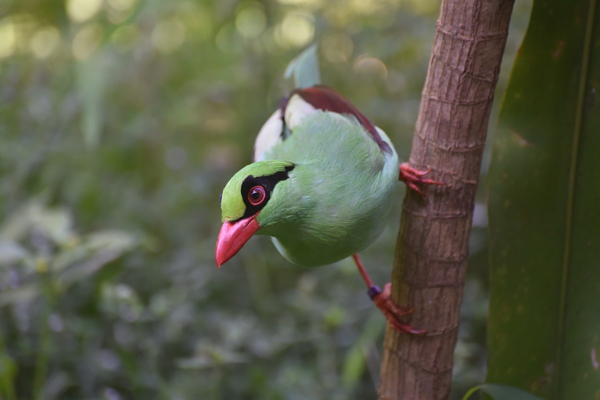 Photos - Javan Green-Magpie - Cissa thalassina - Birds of the World