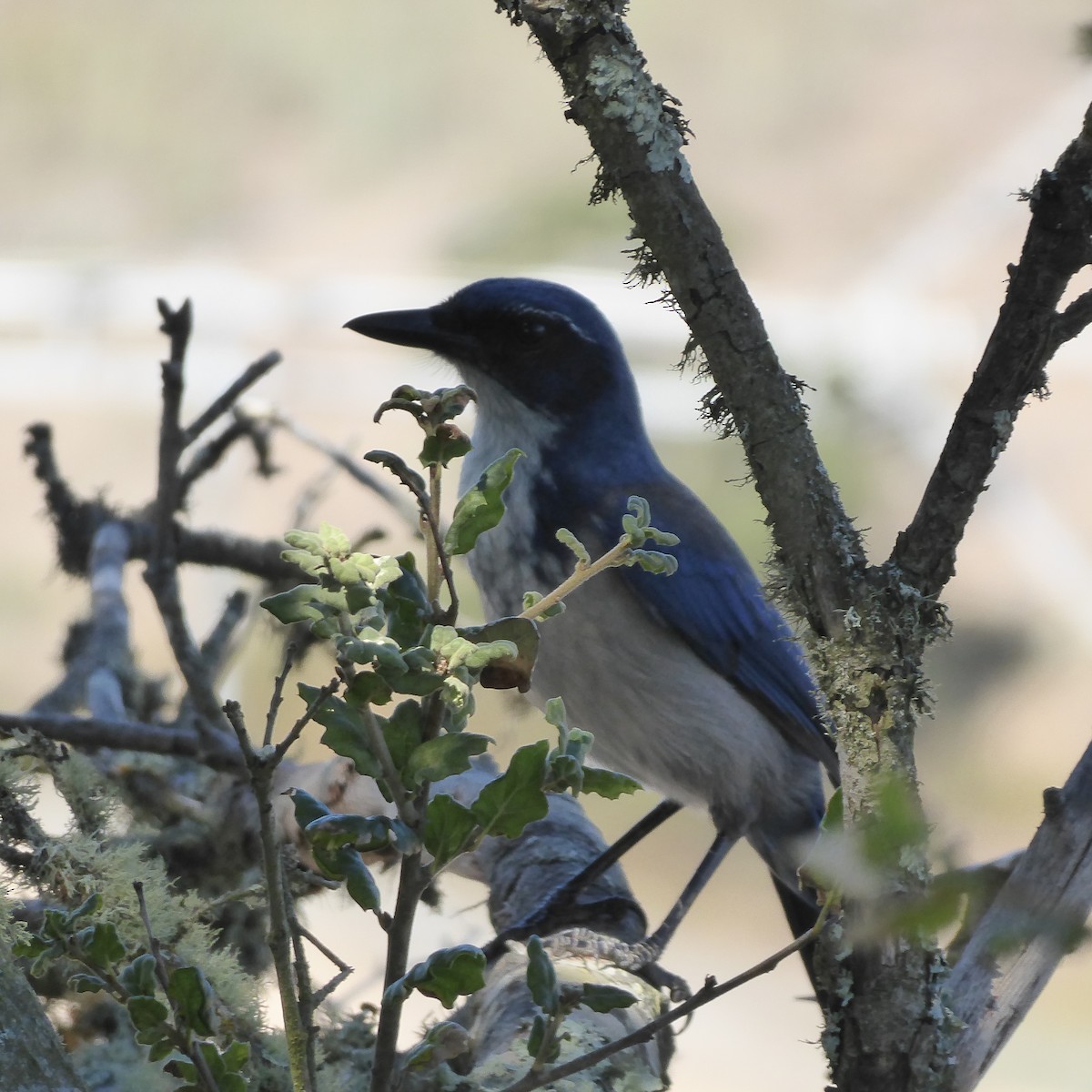 eBird Checklist - 5 Oct 2017 - US Navy Facility - 4 species
