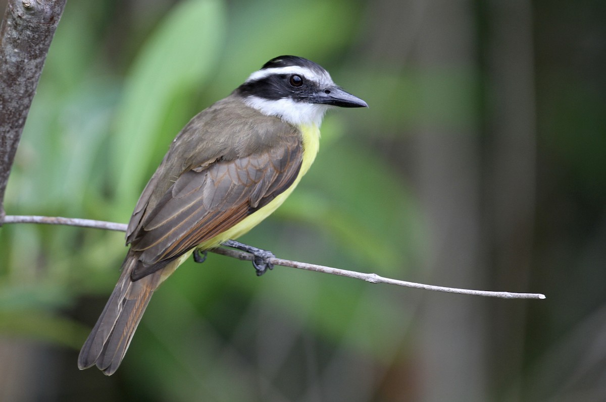 ML71601401 - Great Kiskadee - Macaulay Library