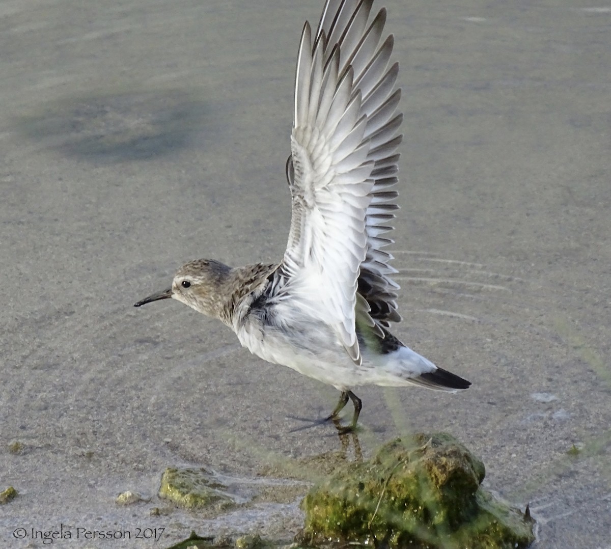 eBird Checklist - 14 Oct 2017 - Port Royal GC #17 Pond - 9 species