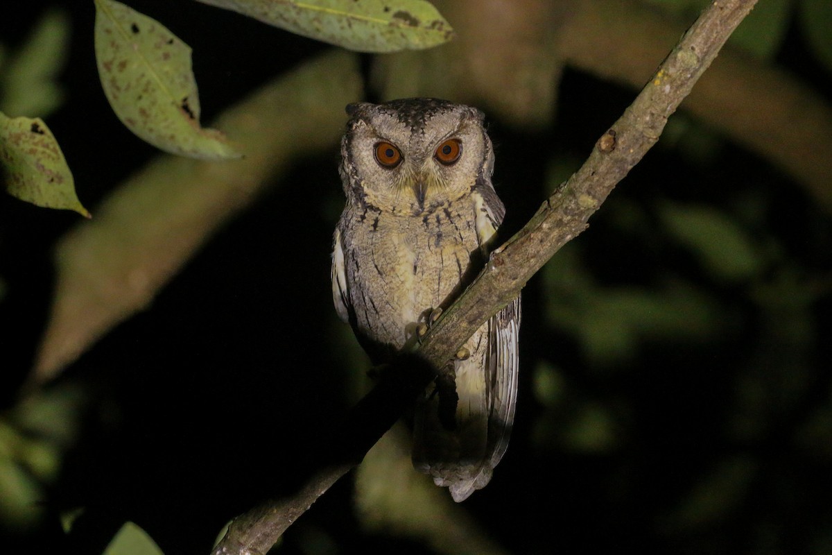 ML71914061 - Collared Scops-Owl - Macaulay Library