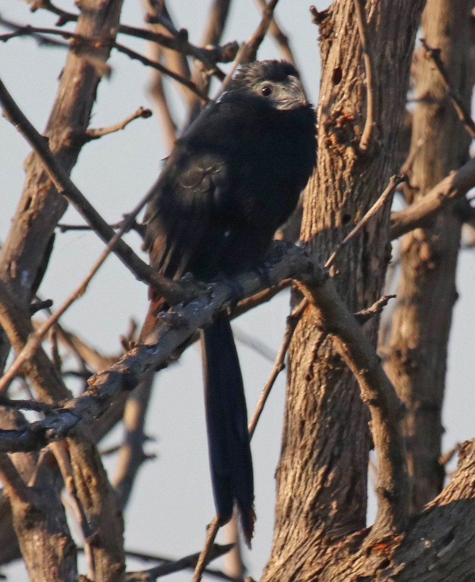 eBird Checklist - 1 Oct 2017 - Hackberry Flat WMA - 42 species (+2 ...