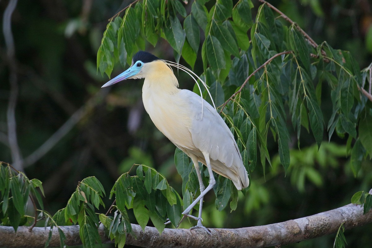 ML72073321 - Capped Heron - Macaulay Library