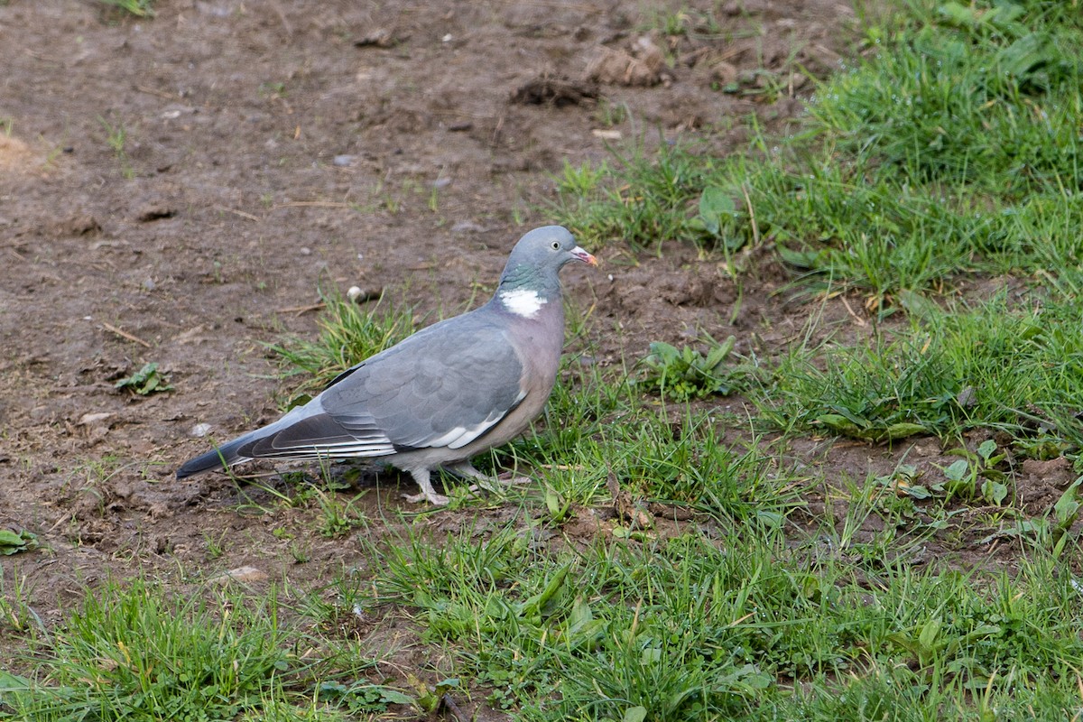 eBird Checklist - 19 Sep 2017 - WWT Slimbridge Wetland Centre - 25 species