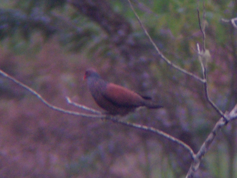 ML72271921 - Scaled Pigeon - Macaulay Library