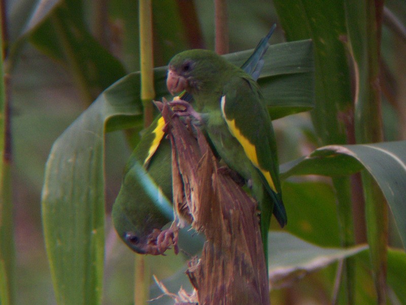 ML72274251 - White-winged Parakeet - Macaulay Library
