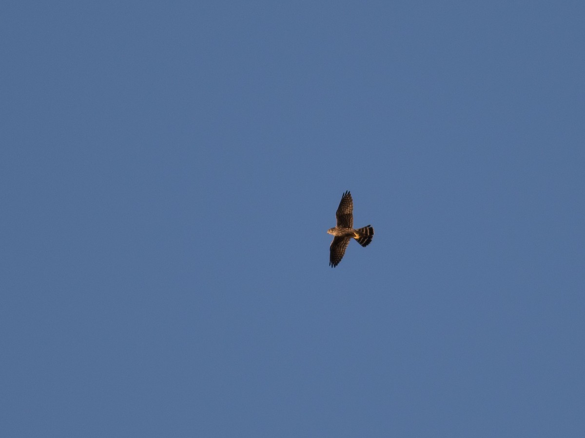 eBird Checklist - 19 Oct 2017 - East Bangor Wetland Complex - 20 species