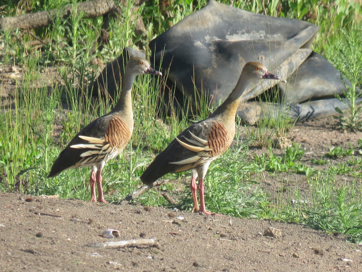 eBird Checklist - 21 Oct 2017 - Quandialla - 5 species