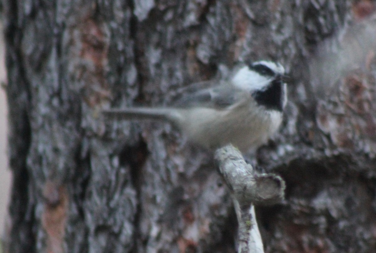 eBird Checklist - 21 Oct 2017 - Northrup Canyon - 30 species