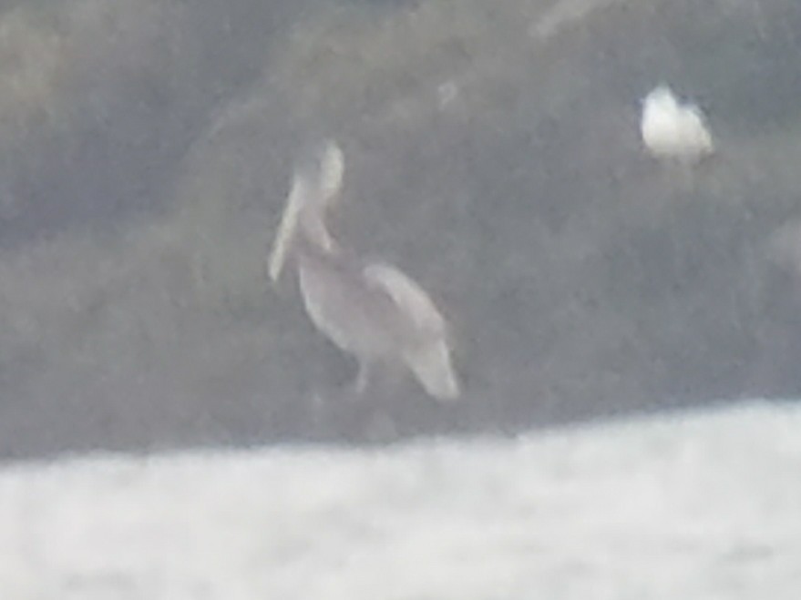 eBird Checklist - 29 Oct 2017 - Kennedy Library Seawall - 14 species