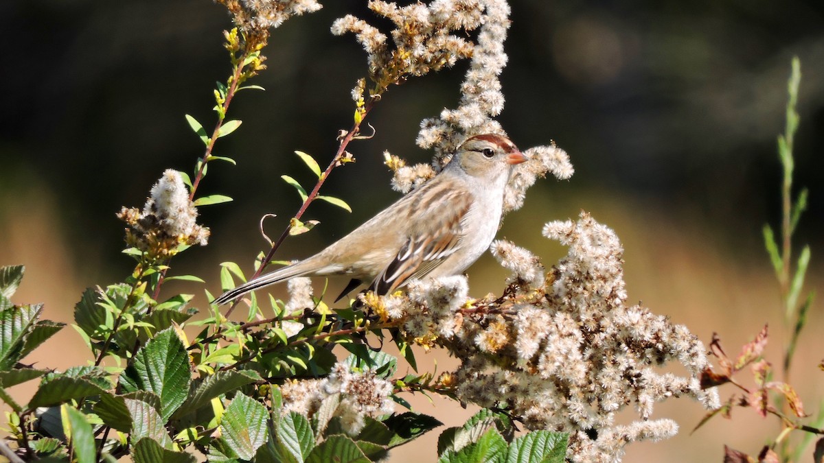 eBird Checklist - 20 Oct 2017 - Irvine Nature Center - 31 species