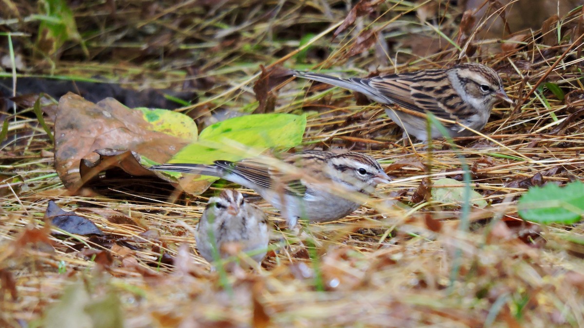 eBird Checklist - 29 Oct 2017 - Irvine Nature Center - 41 species