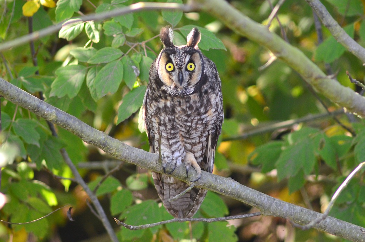 ML74267521 - Long-eared Owl - Macaulay Library