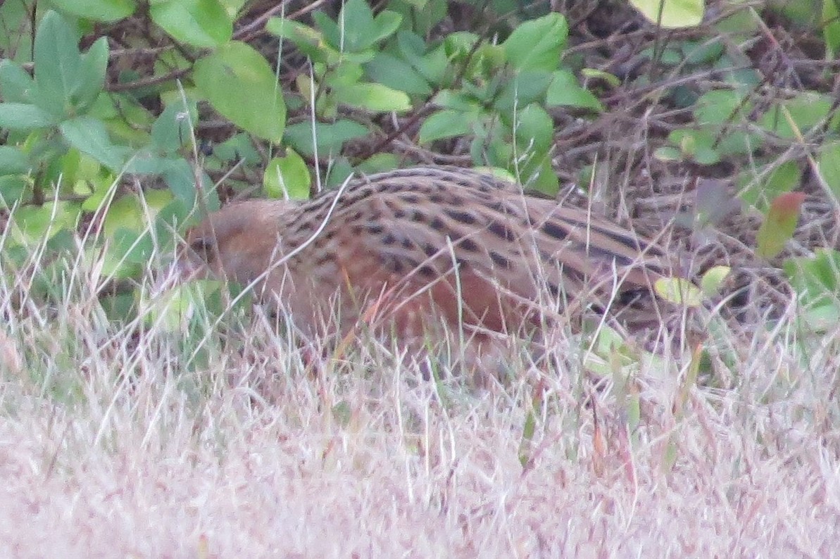 eBird Checklist - 7 Nov 2017 - Cedar Beach Marina - 1 species