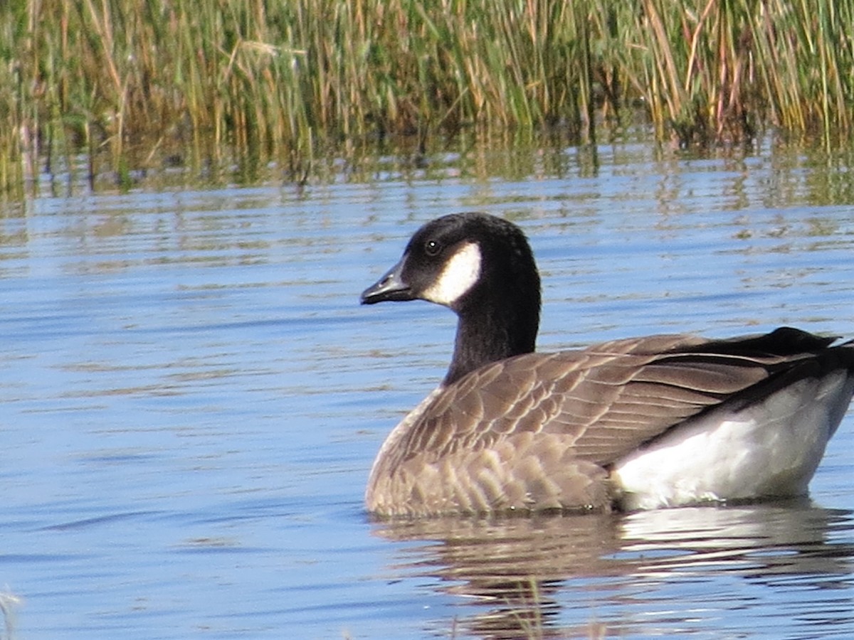 eBird Checklist - 10 Nov 2017 - Merced NWR (Please use a more specific ...