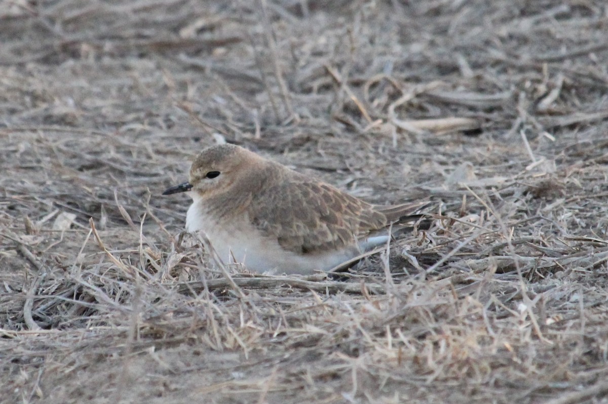 ML75985341 - Mountain Plover - Macaulay Library