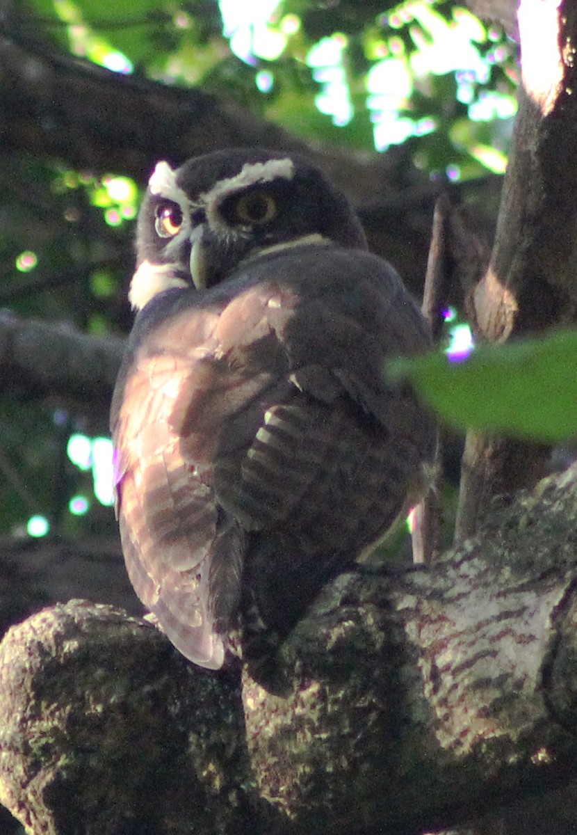 ML76044271 - Spectacled Owl - Macaulay Library