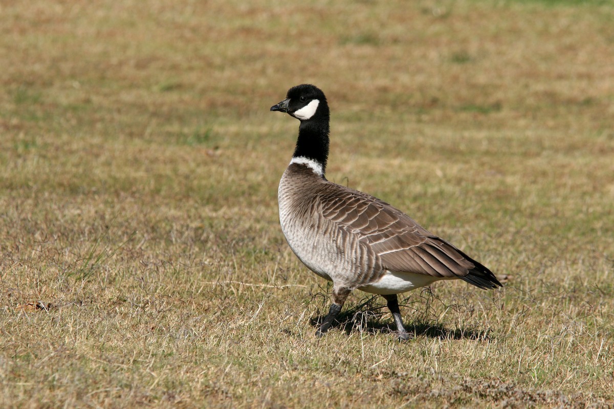 eBird Checklist - 11 Nov 2006 - Desert Center--Lake Tamarisk - 40 species