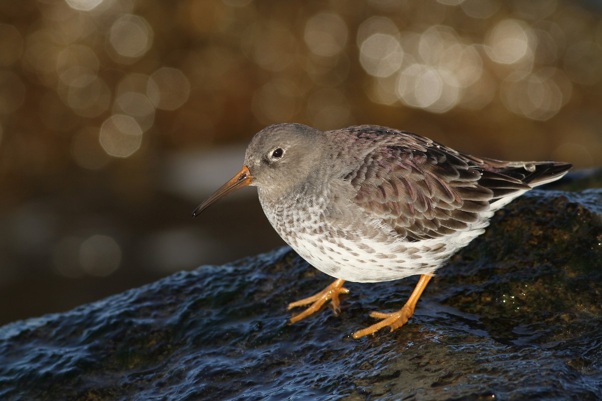 ML76269881 - Purple Sandpiper - Macaulay Library