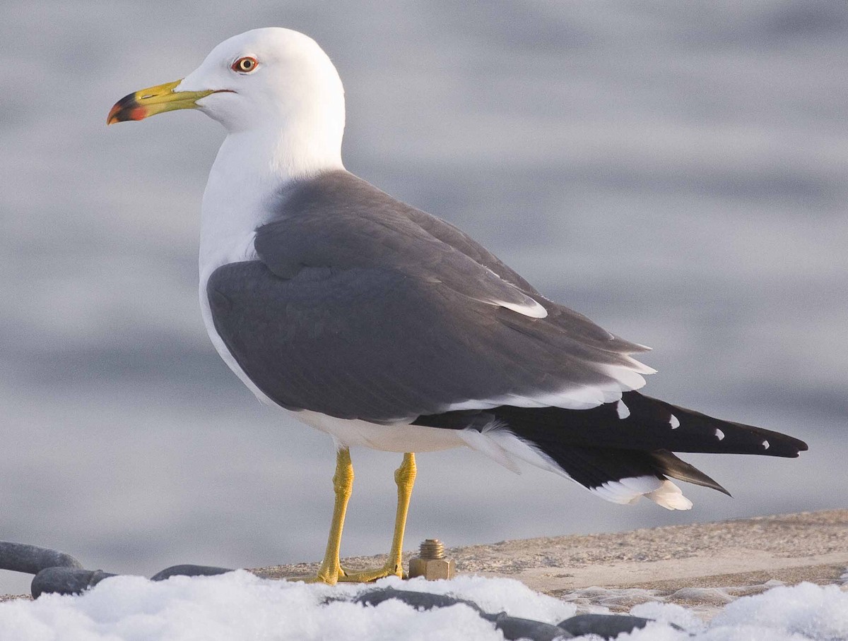 Black-tailed Gull - Larus crassirostris - Media Search - Macaulay Library and eBird