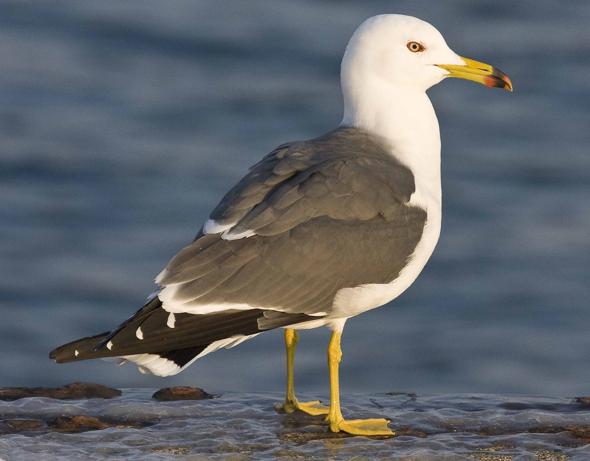 Black-tailed Gull - Larus crassirostris - Media Search - Macaulay Library and eBird