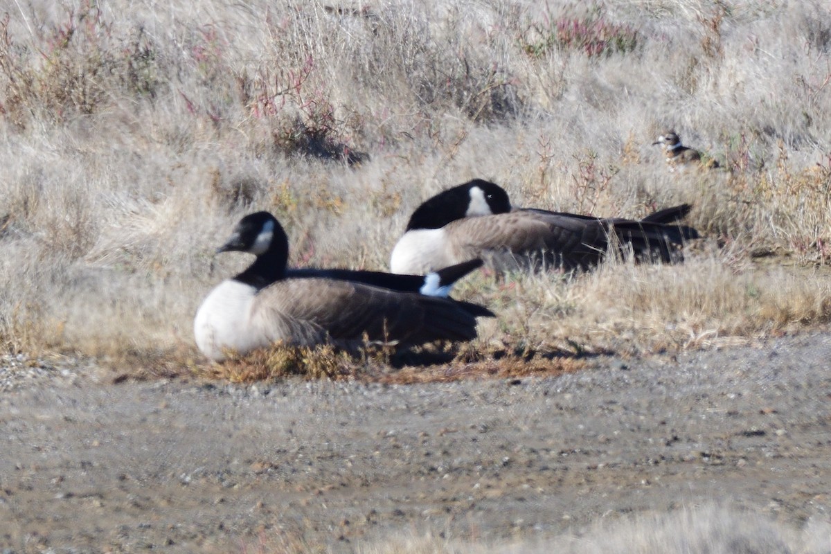 eBird Checklist - 18 Nov 2017 - Palo Alto Baylands - 44 species