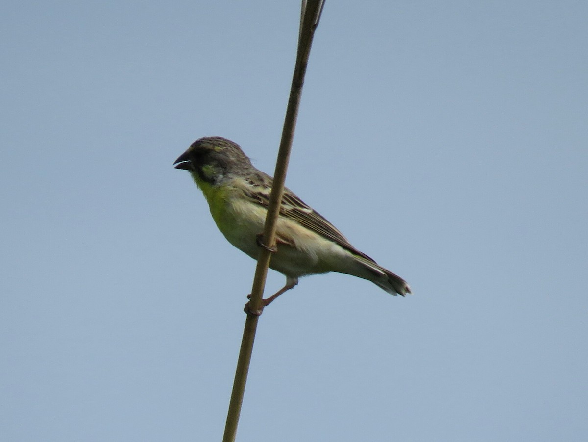 eBird Checklist - 24 Nov 2017 - Mpempe Pan - 15 species