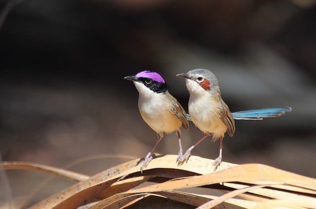 2020 Year in Review: eBird, Macaulay Library, BirdCast, Merlin, and Birds of the World - eBird ...
