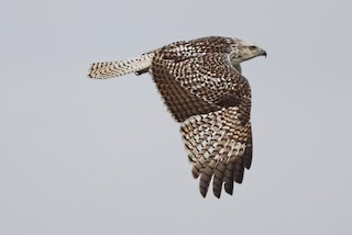 Busardo Colirrojo (kriderii) - eBird