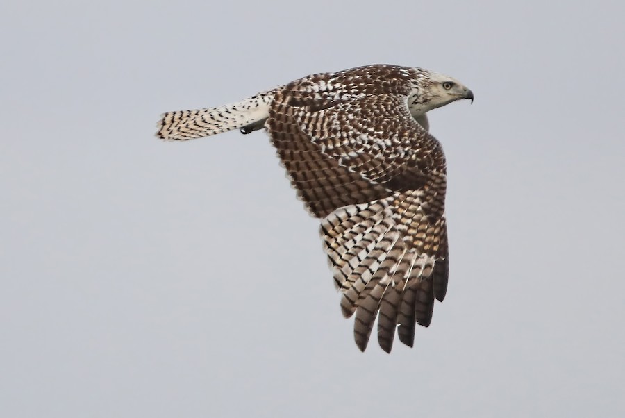 Red-tailed Hawk (Krider's) - eBird