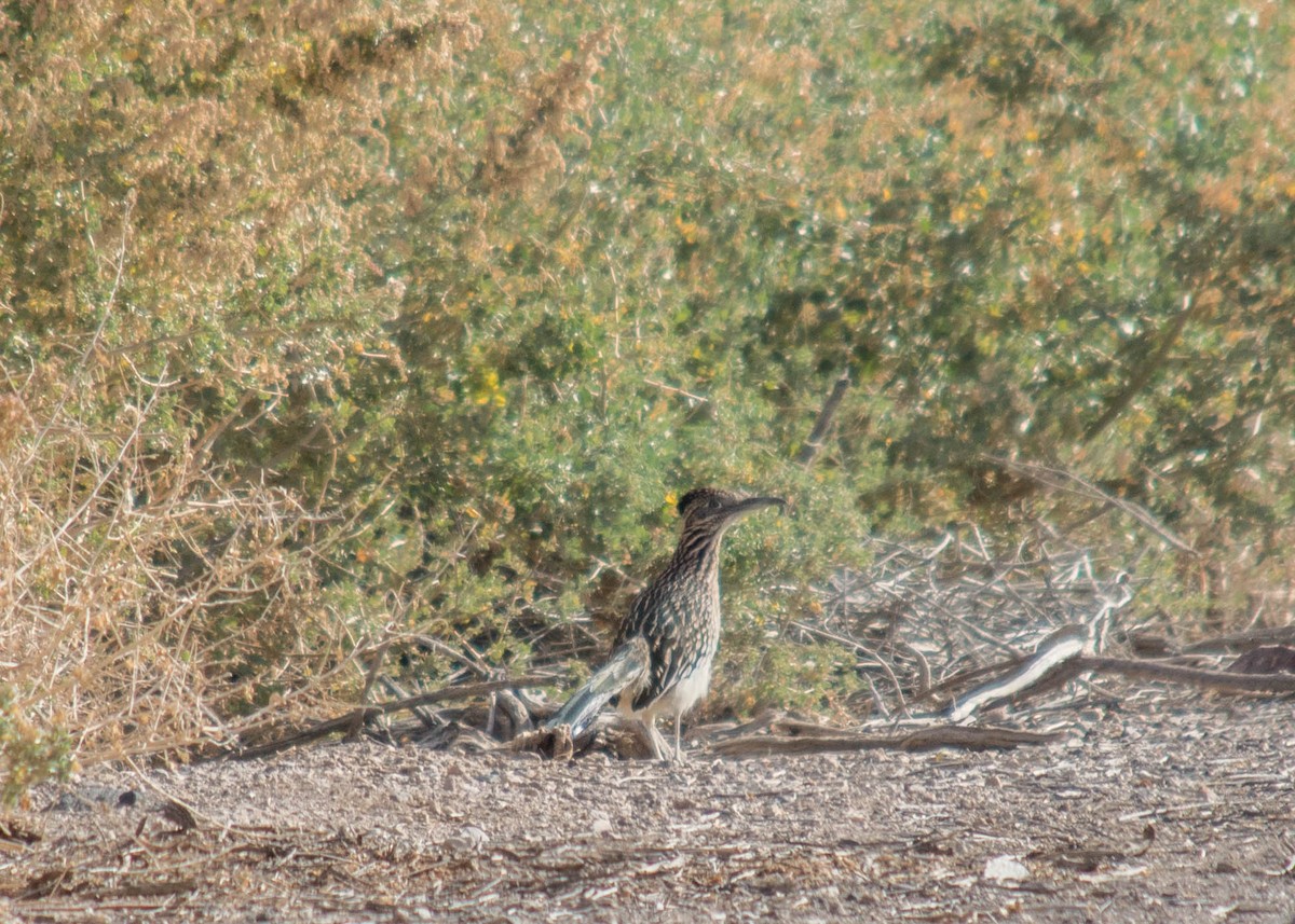 eBird Checklist - 27 Nov 2017 - Henderson Bird Viewing Preserve - 26 ...