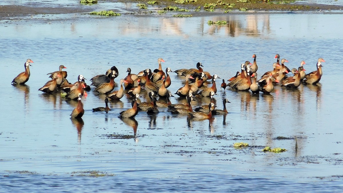eBird Checklist - 2 Dec 2017 - Bañado La Estrella Este--Vertedero - 107 ...